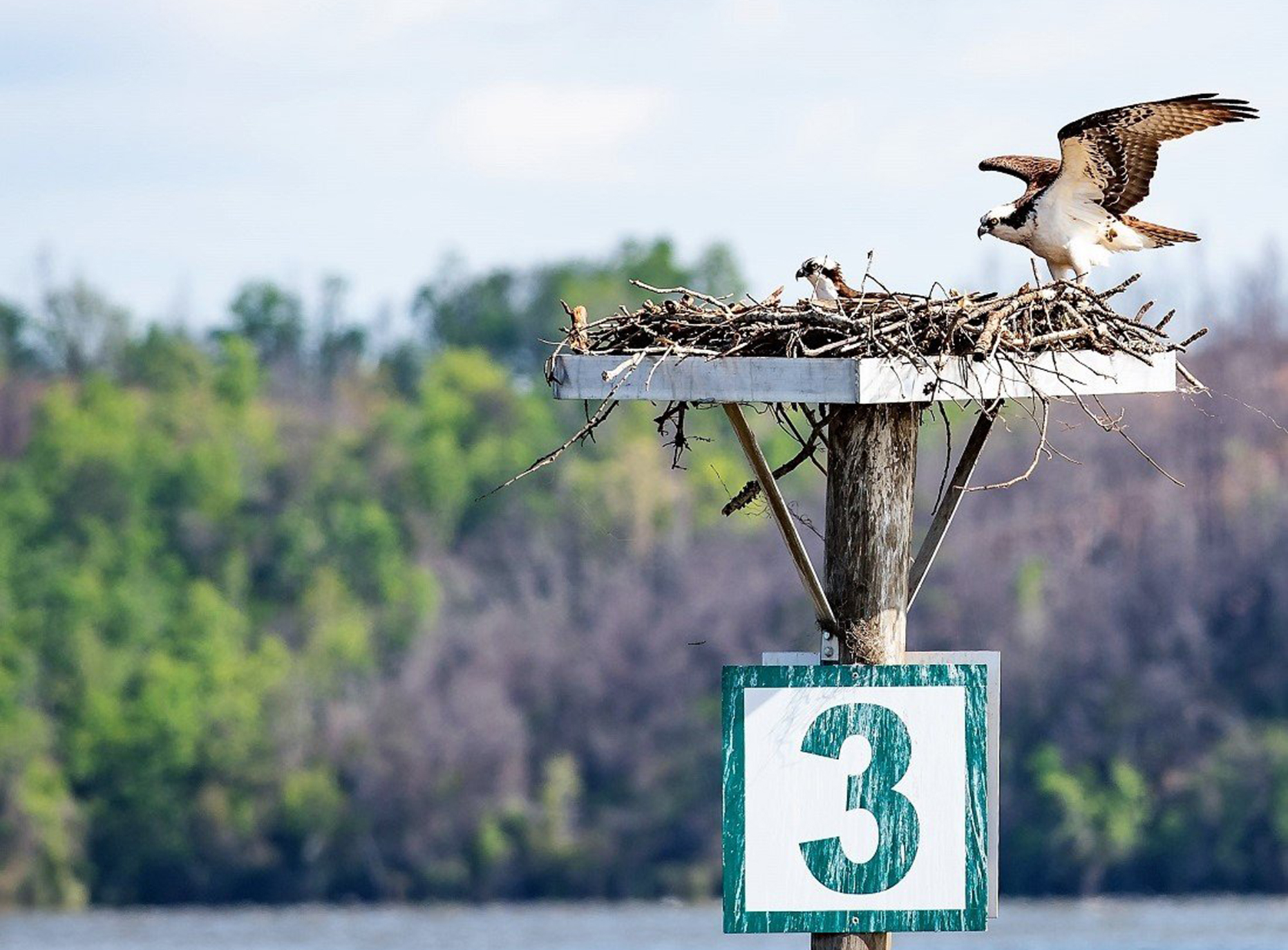 Awesome ospreys: Platforms provide nests for protected birds above ...