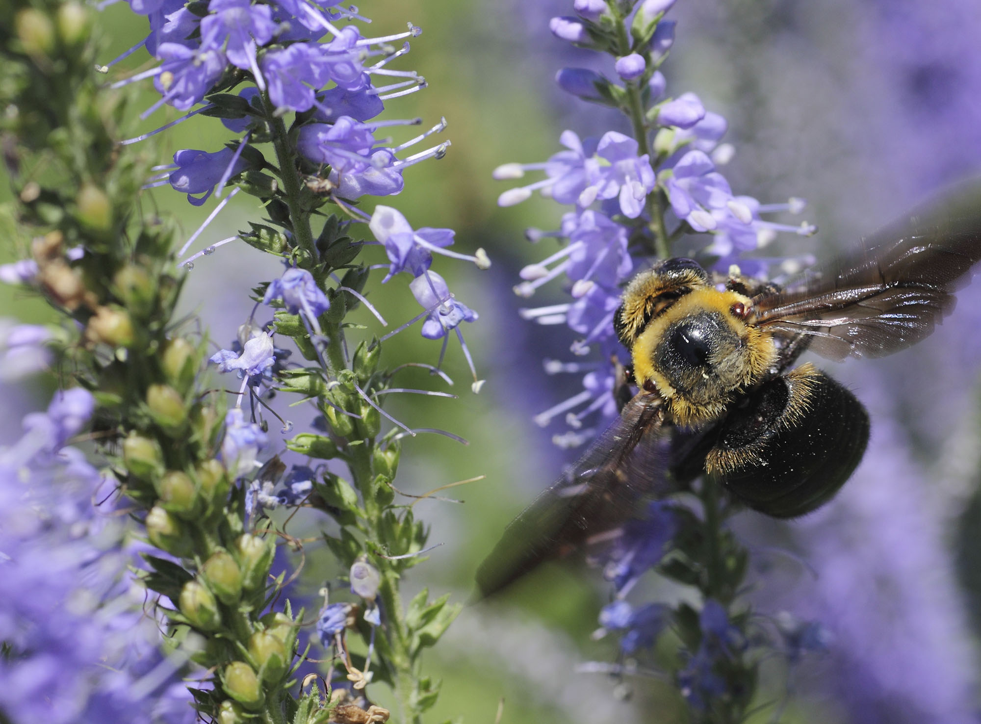 Loving Alabama’s summer’s harvest? Thank a pollinator - Alabama Power ...